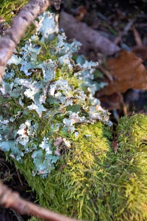 Moss On A Tree Stock Photo Image Of Outdoor Birch