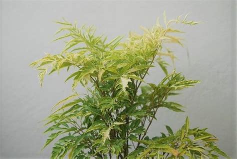 Ming Aralia Care How To Grow Polyscias Fruticosa Smart Garden Guide