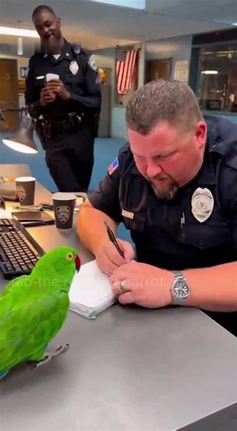 Rio Parrot And Police Hilarious Encounters Tiktok