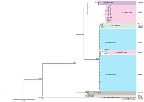 Bayesian Inference Concatenated Mitochondrial Phylogenetic Tree Of Both Download Scientific