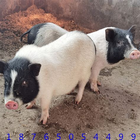 河南香猪图片 香猪图片 小香猪图片 大山谷图库