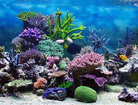 How Does A Coral Reef Ecosystem Work