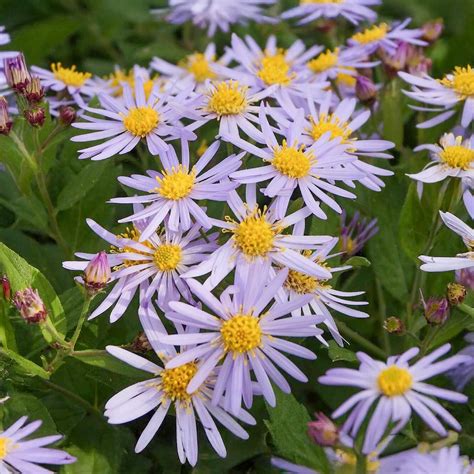 Aster Ageratoides Asran Barnsdale Gardens
