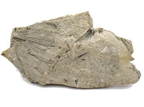 Isocrinus Oregonensis Crinoid 1 Fossils For Sale