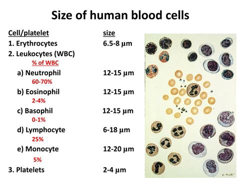 How To Calculate The Diameter Of A Red Blood Cell At Olivia Marlene Blog