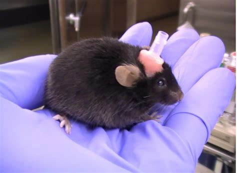 Cranioplastic Surgery And Acclimation Training For Awake Mouse Fmri