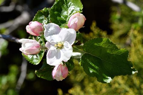 Plum Tree Flowers Buds Free Photo On Pixabay