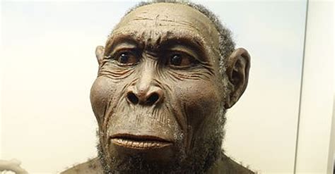 Homo Rudolfensis World History Encyclopedia