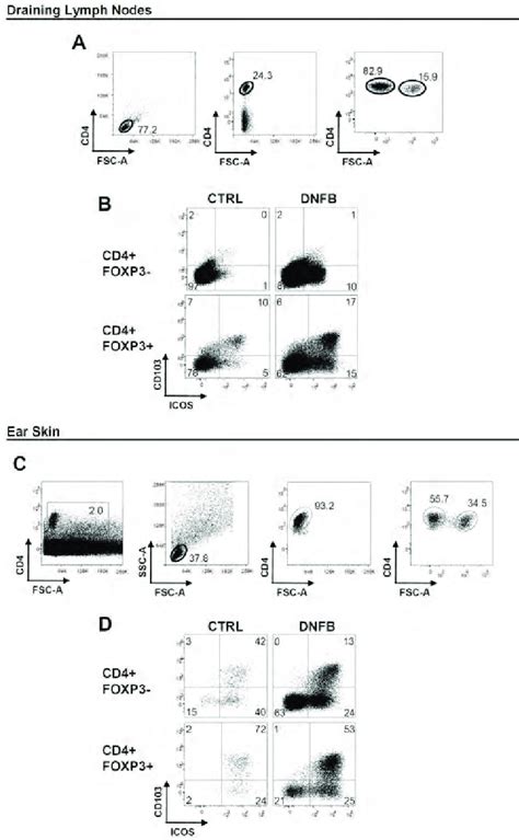 Facs Analysis Of Skin Infiltrating Cd4 Foxp3 Treg Cells In A Murine Download Scientific