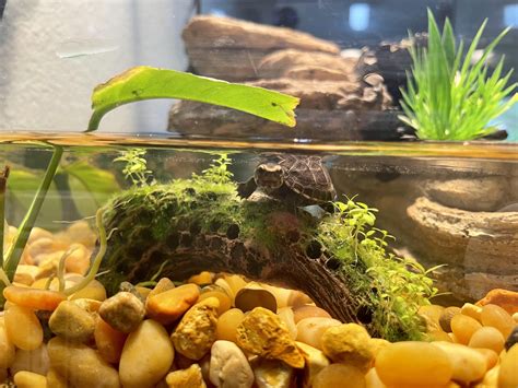 Pearl My Three Striped Mud Turtle Is Extra Small And Extra Cute R