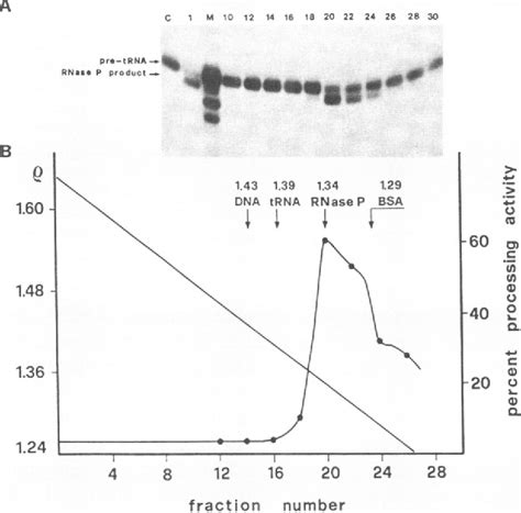 Figure 2 From An Rna Molecule Copurifies With Rnase P Activity From Xenopus Laevis Oocytes