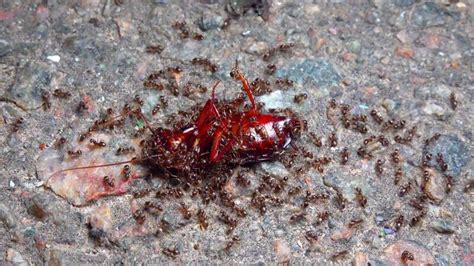 Small Aggressive Ants Attack A Large Black Live Cockroach At Night And Bite It 50138689 Stock