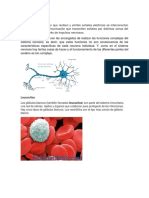 Neumocitos Tipo 1 Y 2 Histologia Pdf