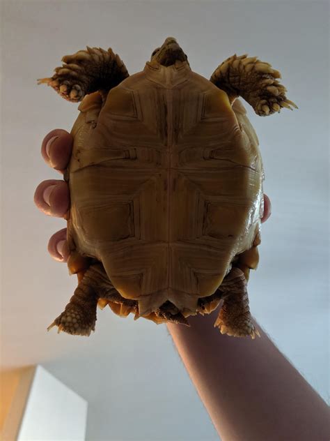 Can Someone Sex My Sulcata Tortoise Heshe Is About A Year Old Tortoise
