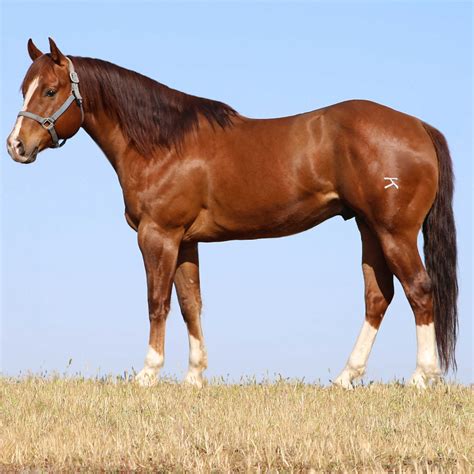 American Quarter Horse Stallion