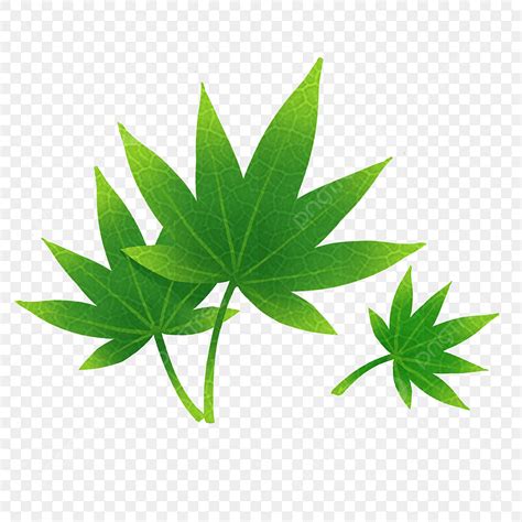 단풍 나무 아름다운 단풍 나무 식물 녹색 잎 메이플 리프 클립 아트 단풍잎 아름다운 단풍 Png 일러스트 및 Psd 이미지 무료 다운로드 Pngtree