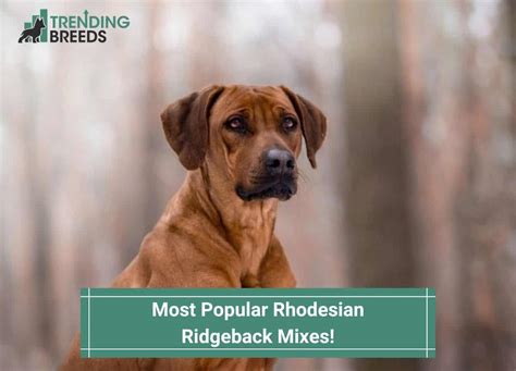 Most Popular Rhodesian Ridgeback Mixes Template Trending Breeds