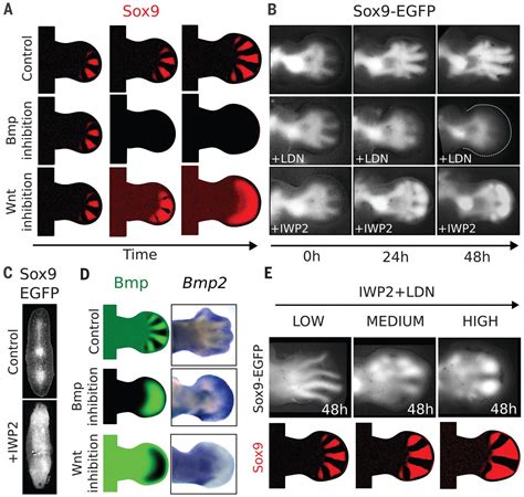 Digit Patterning Is Controlled By A Bmp Sox9 Wnt Turing Network Modulated By Morphogen Gradients