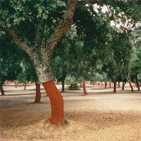 Alcornoque Quercus Suber L Vivero Cinco Pinos Plants Ecosystems