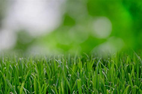 Cool Vs Warm Season Grasses Which Is Right For Your Lawn Turfpedia