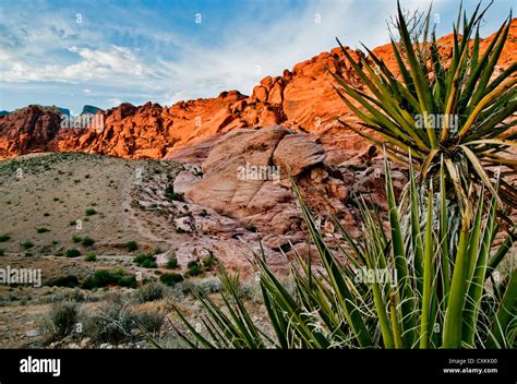 Red Rock Canyons Calico Tanks In Sunset Colors With Yucca In