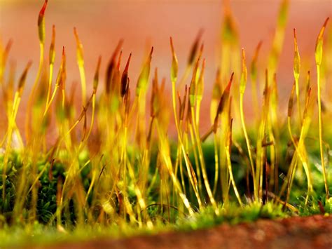 Moss Close Up Zwz Picture