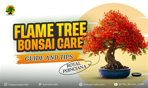 Flame Tree Bonsai Care Guide And Tips Royal Poinciana Bonsai Craft