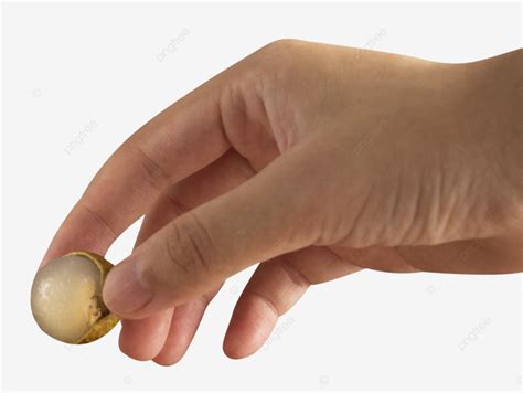 Longan En La Mano PNG Fruta Salud Dragón PNG Imagen para Descarga Gratuita Pngtree