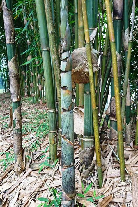 Clumping Vs Running Bamboo Whats The Difference