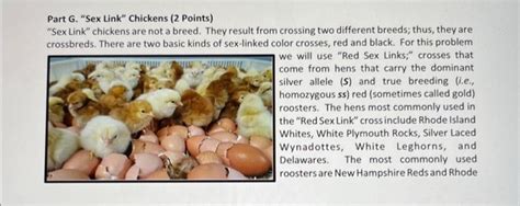 Solved Part G Sex Link Chickens 2 Points Sex Link
