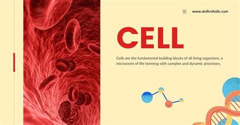 Cell In Biological Anthropology Anthroholic