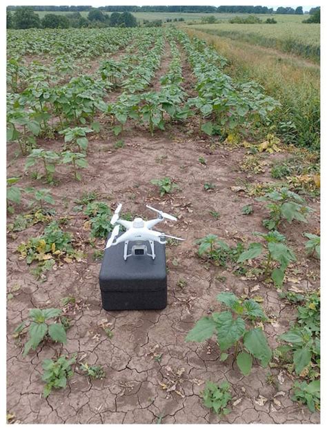 Agriengineering Free Full Text A Novel Algorithm To Detect White Flowering Honey Trees In