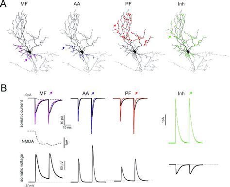 Model Responses To Synaptic Inputs A The Figure Shows The
