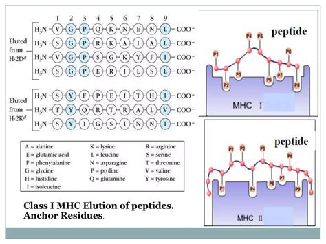 Mhc Major Histocompatibility Complex Pptx