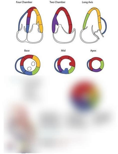 Wall Segments Diagram Quizlet
