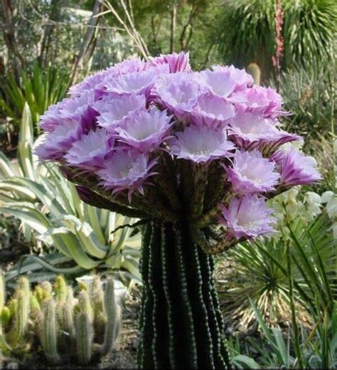Purple Cactus Plants Succulents Garden Planting Succulents