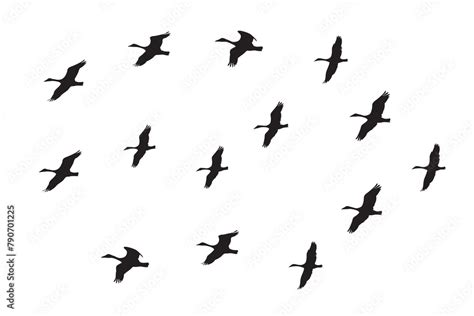 Flock Of Birds Silhouette Vector Illustration Set Of Silhouettes Of Flying Geese Migrating For