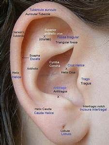 Resultados De La Búsqueda De Imágenes Auriculoterapia Imagenes En