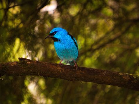 Mais De 3000 Fotos Gratuitas De Passarinho E Natureza Pixabay