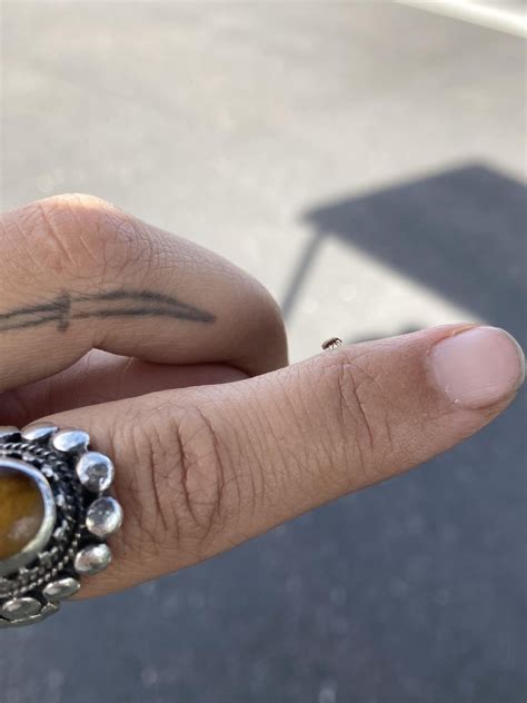 Blessed By Tiny Weevil R Weeviltime