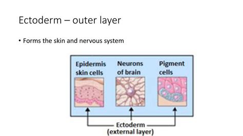Fertilization To Birth Ppt Download