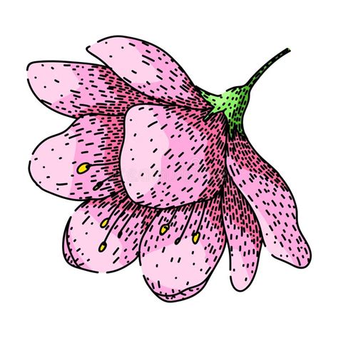 Japan Sakura Sketch Hand Drawn Vector Stock Illustration Illustration
