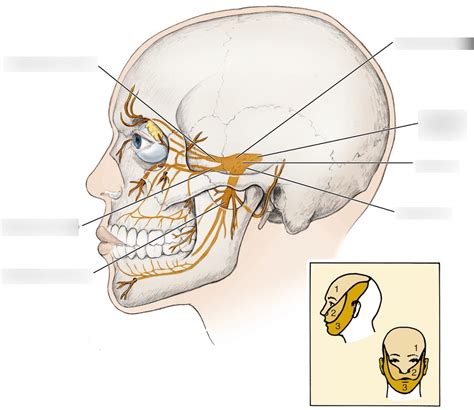 Dhg 119 Trigeminal Nerve Diagram Quizlet