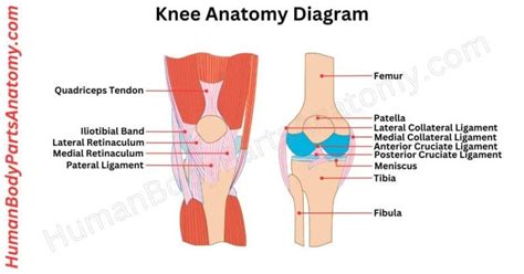Knee Anatomy Complete Guide To Parts Names And Diagram