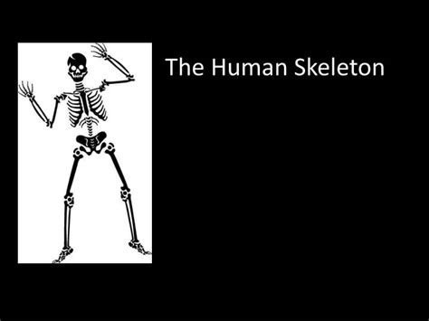 PPT The Human Skeleton PowerPoint Presentation Free Download ID 5465525