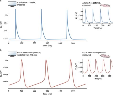 recorded and modelled action potentials from atrial and sinus node