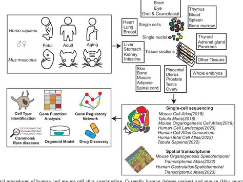 Figure 2 From Mapping Cell Atlases At The Single‐cell Level Semantic Scholar