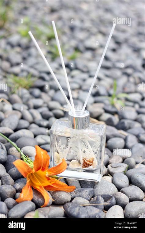 Clear Glass Bottle Diffuser With Sea Shells And Cotton Fragrance