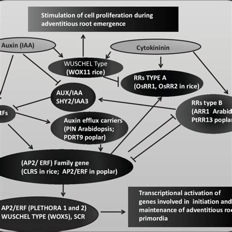 Model Of Cross Talk Between Auxin And Cytokinin Signaling The Model Is Download Scientific