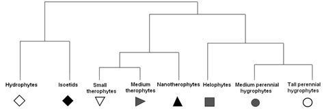 Hierarchical Cluster Analysis Diagram Download Scientific Diagram